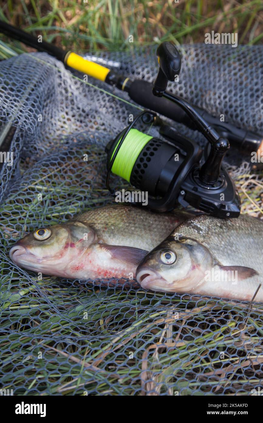 Catching fish - two big freshwater common bream known as bronze bream ...