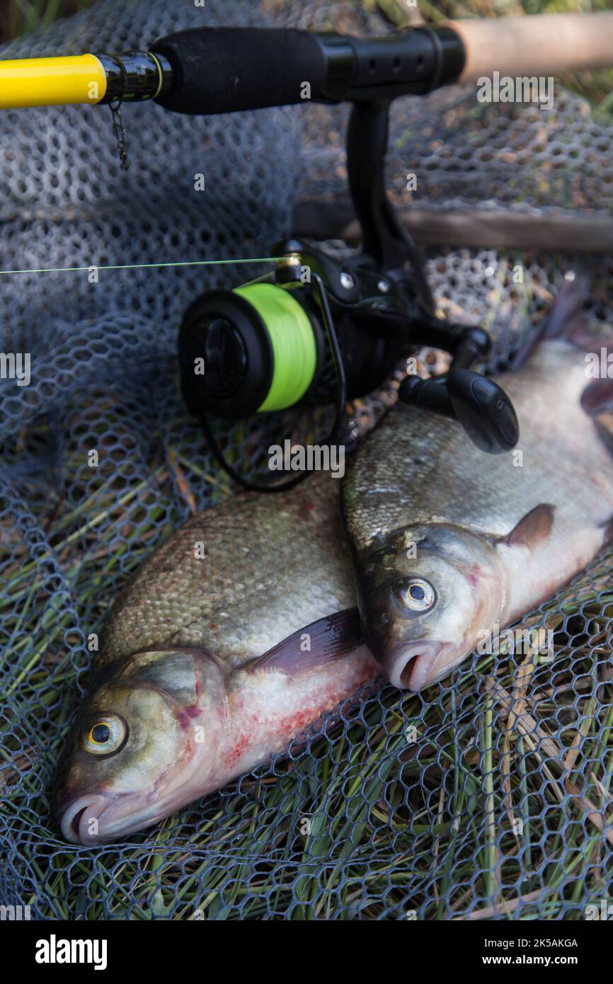 Catching fish - two big freshwater common bream known as bronze bream ...