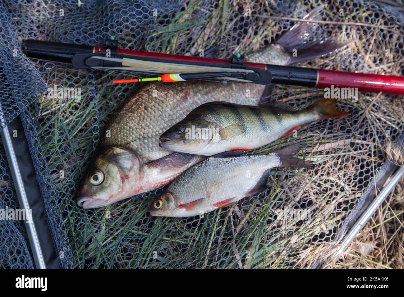 Catching fish - freshwater common bream known as bronze bream or carp ...