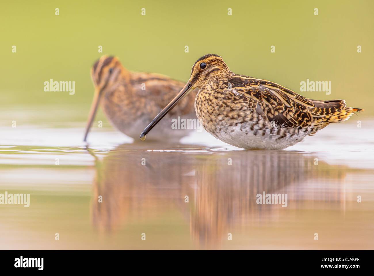 Common snipe (Gallinago gallinago) is a small, stocky wader bird native ...