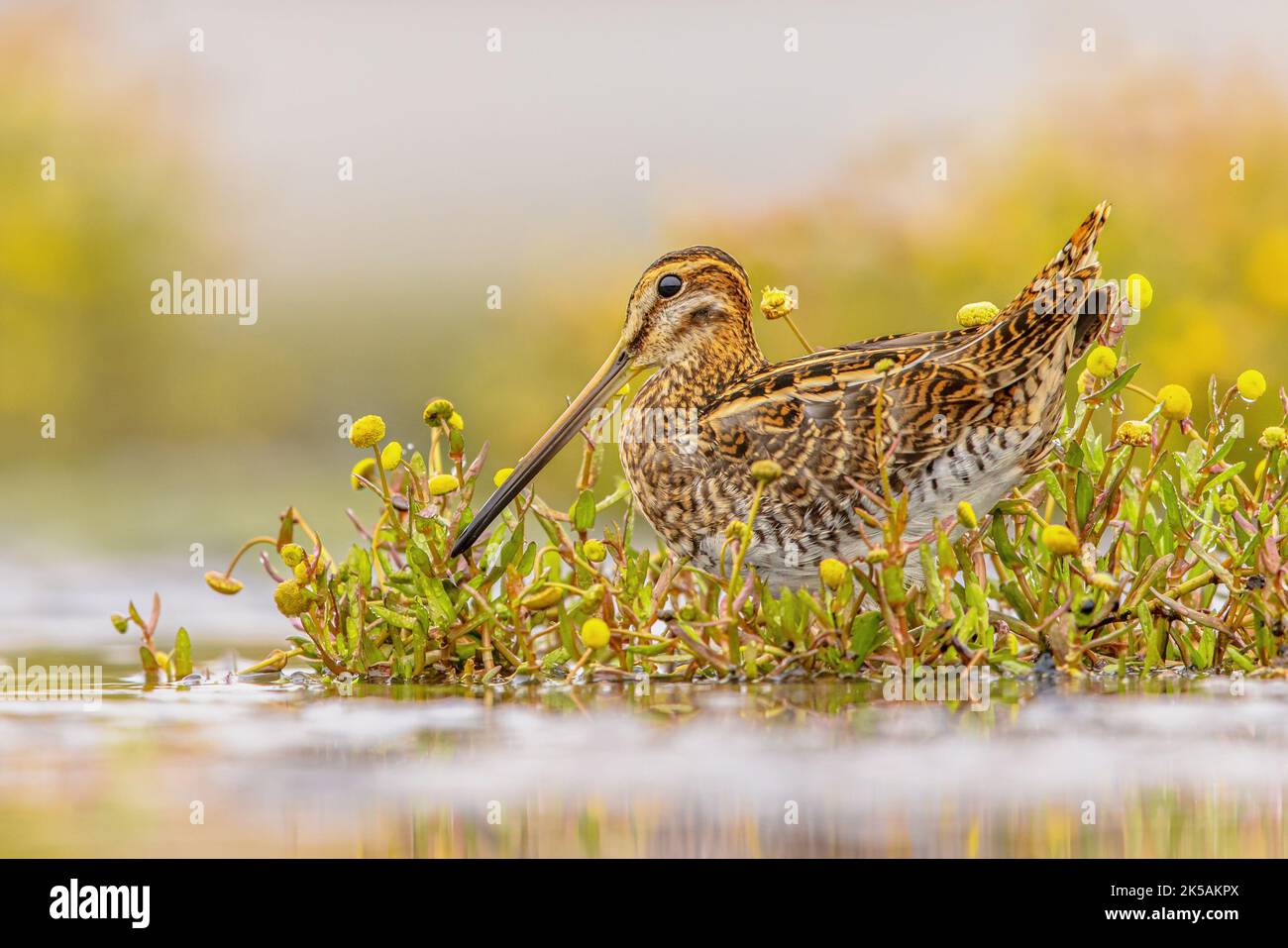 Common snipe (Gallinago gallinago) is a small, stocky wader bird native ...
