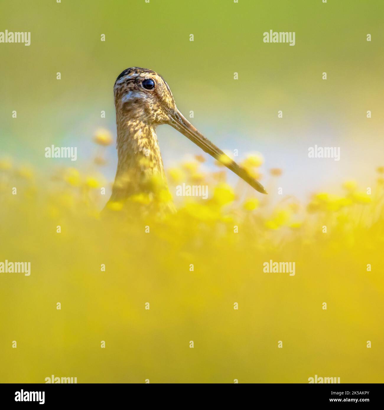 Common snipe (Gallinago gallinago) is a small, stocky wader bird native ...