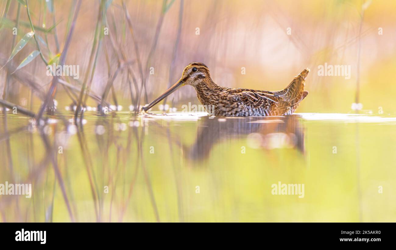 Common snipe (Gallinago gallinago) is a small, stocky wader bird native ...