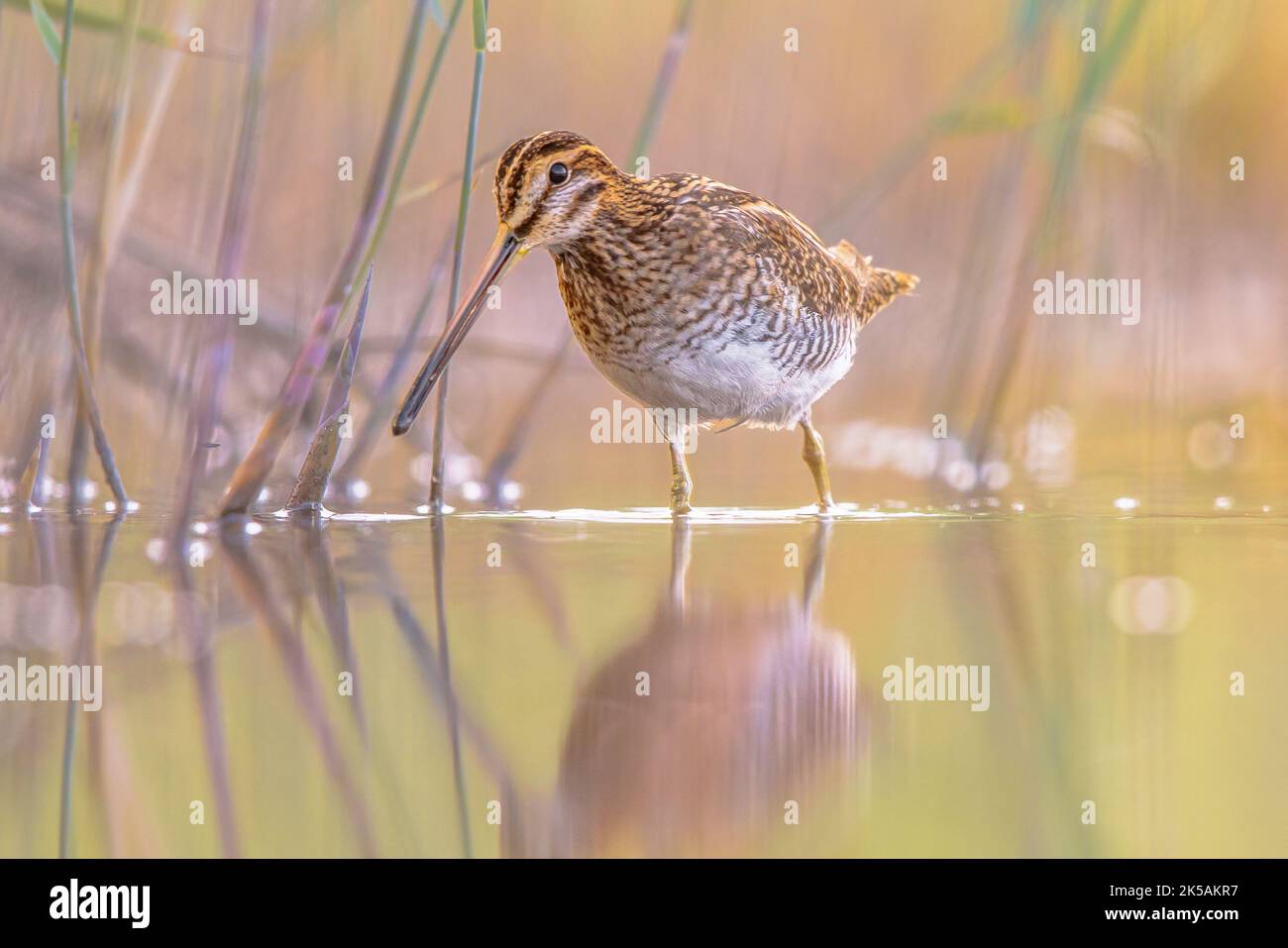 Common snipe (Gallinago gallinago) is a small, stocky wader bird native ...