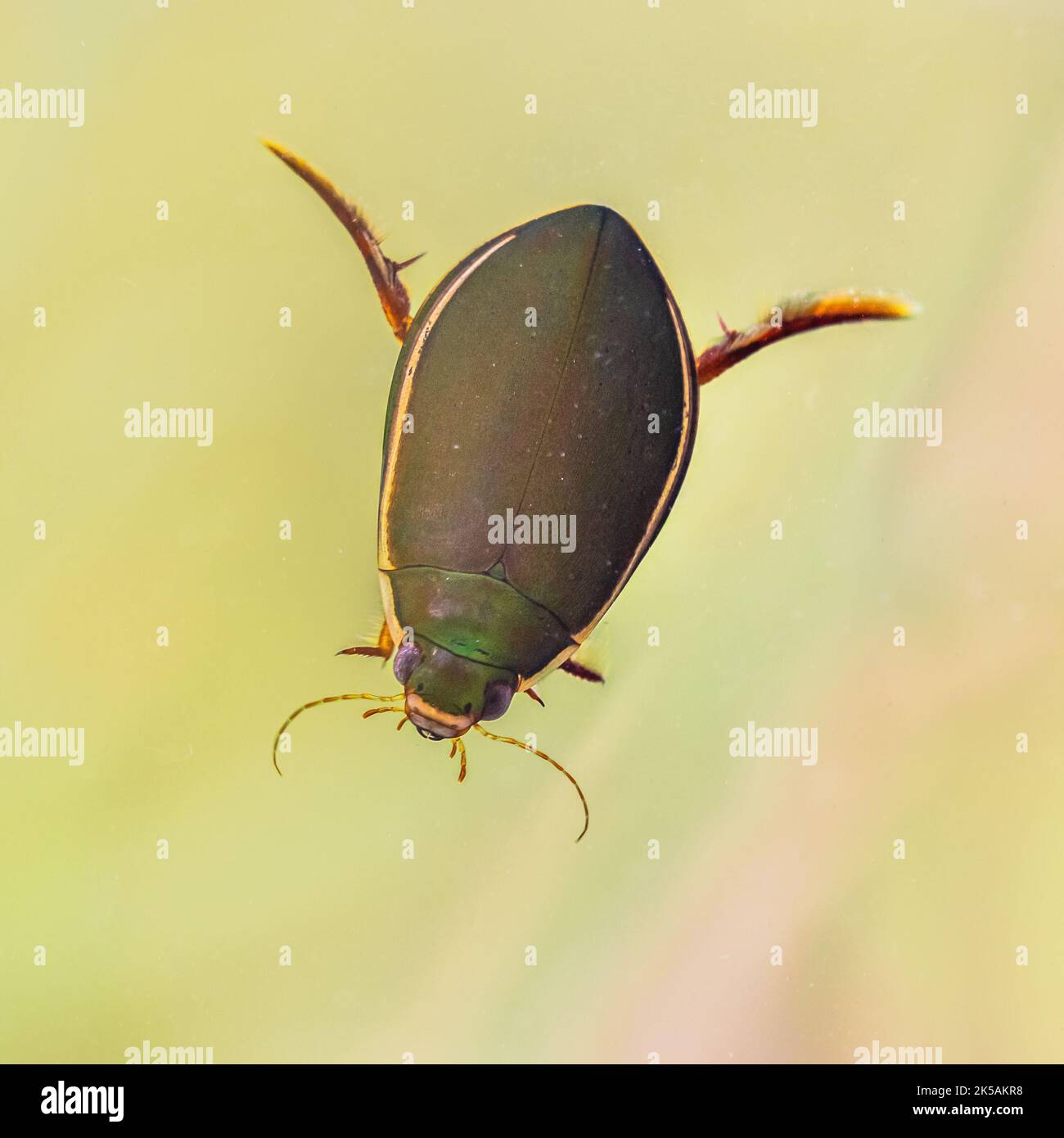 Carnivorous water beetles hi-res stock photography and images - Alamy