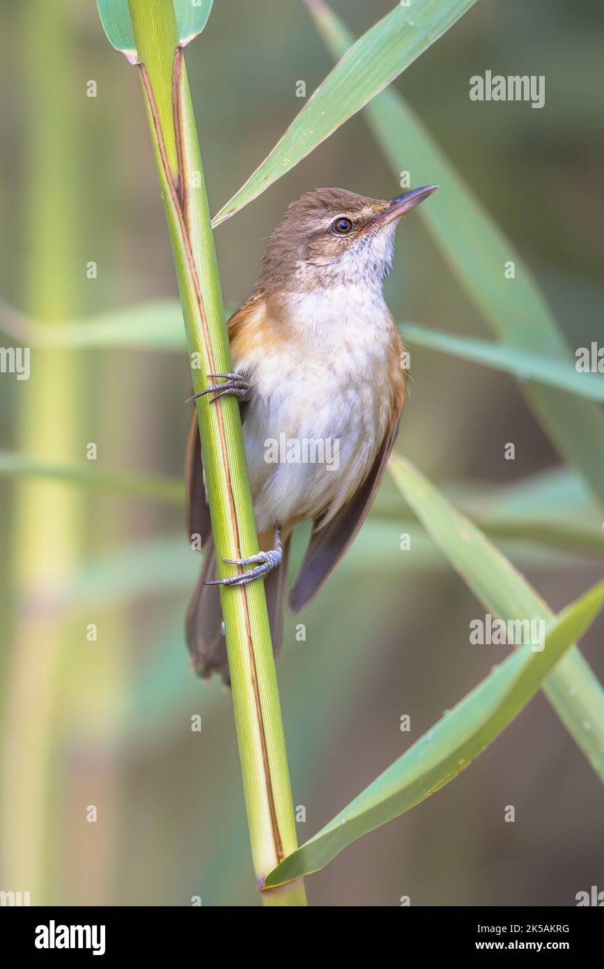 Great Reed Warbler (Acrocephalus arundinaceus) is a Eurasian passerine ...