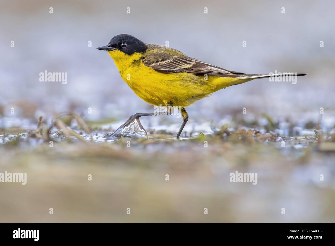 Black-headed Western Yellow Wagtail (Motacilla flava ssp. feldegg ...
