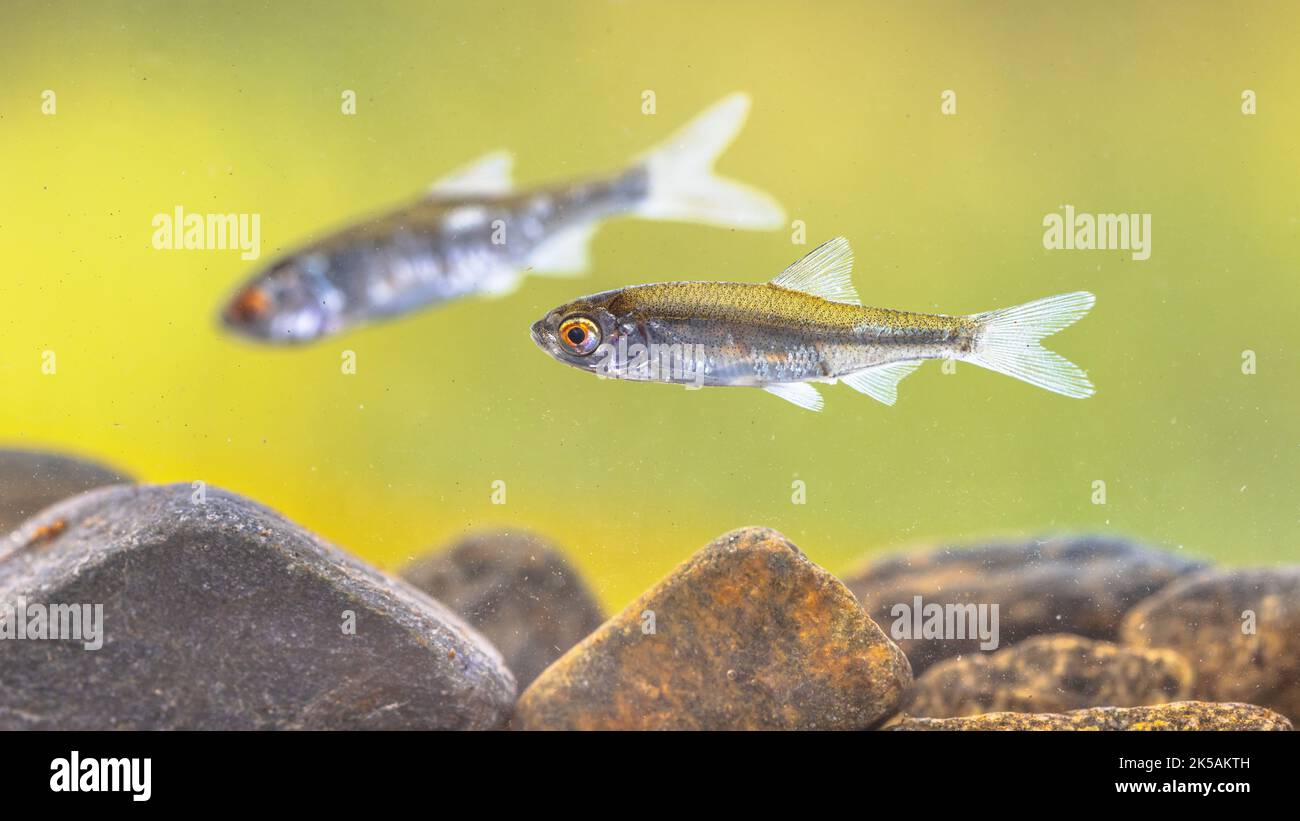 Sunbleak or Belica freshwater fish (Leucaspius delineatus). It has an ...