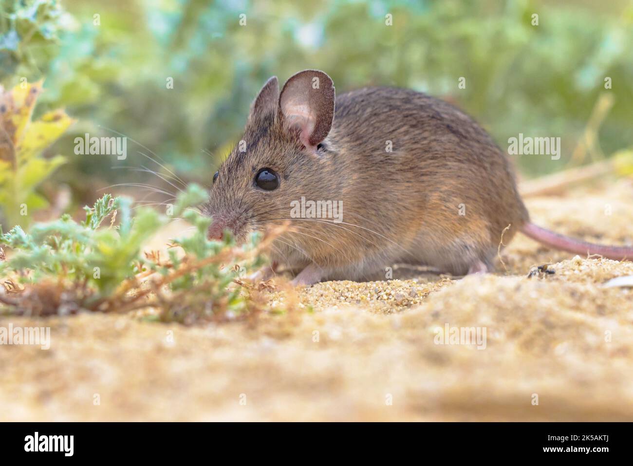 Wood Mouse (Apodemus sylvaticus) rodent in green moss natural ...