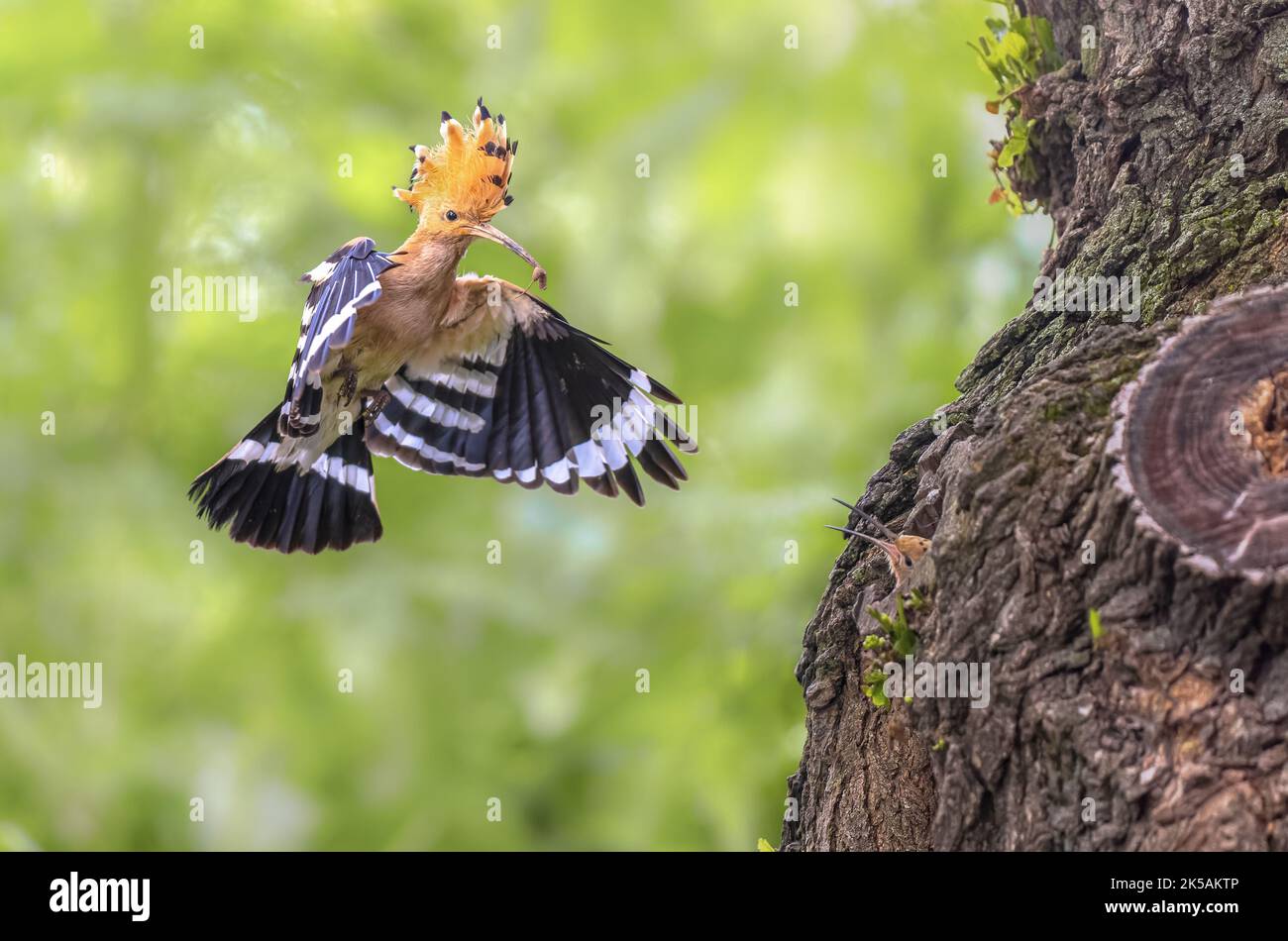 Eurasian hoopoe (Upupa epops) is the most widespread species of the ...