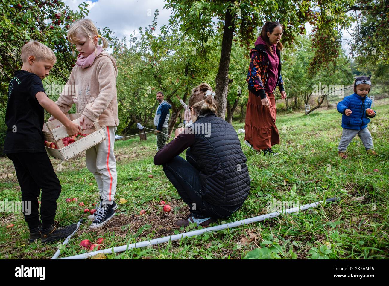 For children, apple picking becomes great fun during the event . A ...