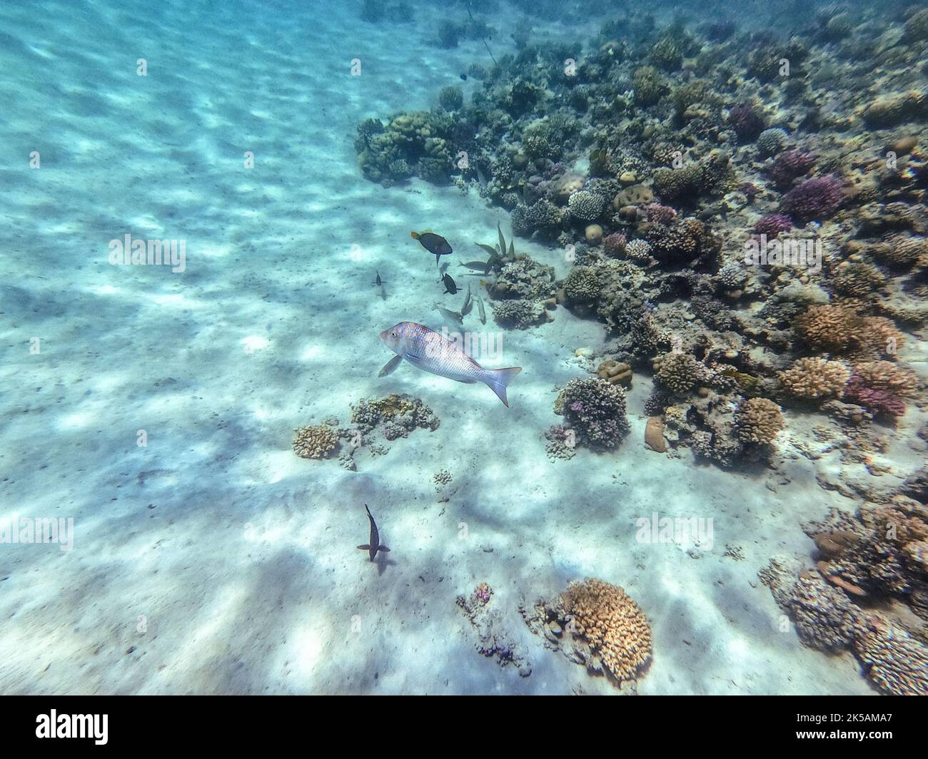 Tropical Spangled Emperor fish known as Lethrinus Nebulosus underwater ...