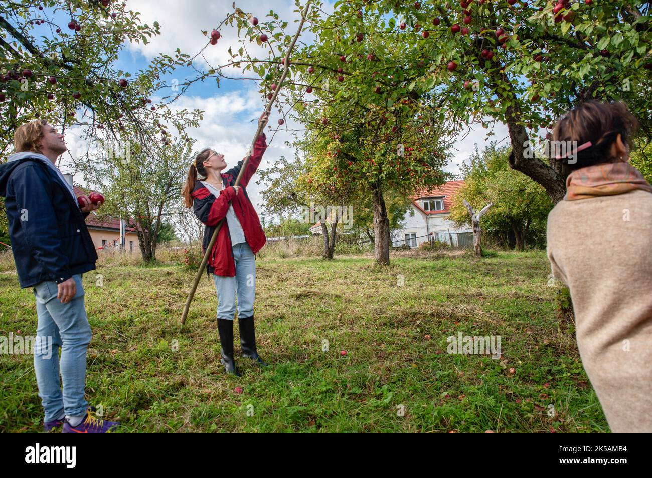 Surrounding residents and visitors take part in an apple-picking event ...