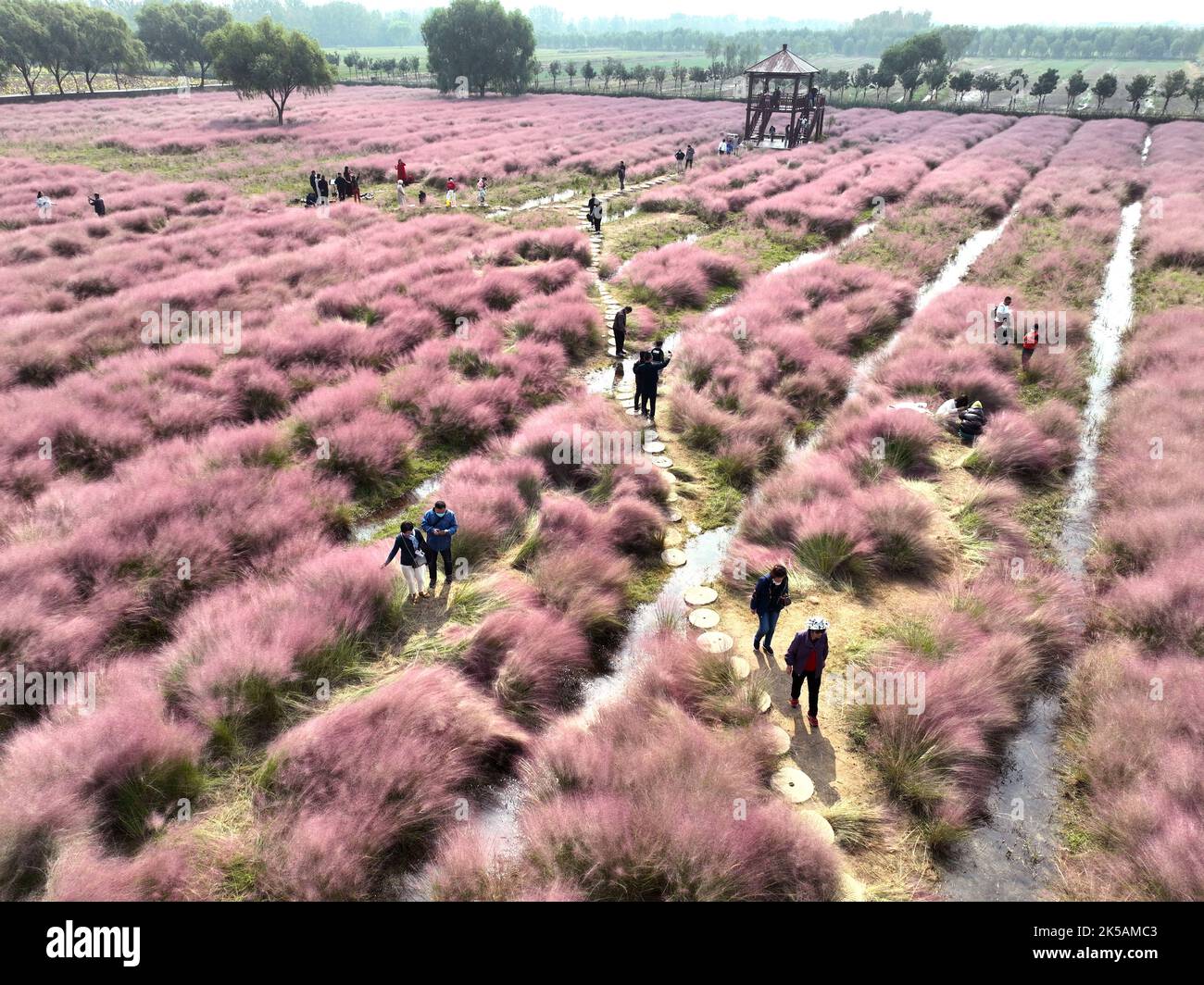 LIANYUNGANG, CHINA - OCTOBER 7, 2022 - Visitors view pink muhlygrass at ...
