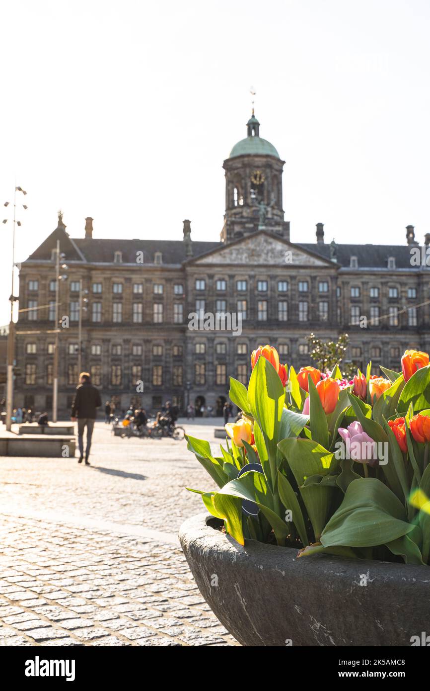 Dam Square Amsterdam with Tulips in The Netherlands Stock Photo - Alamy