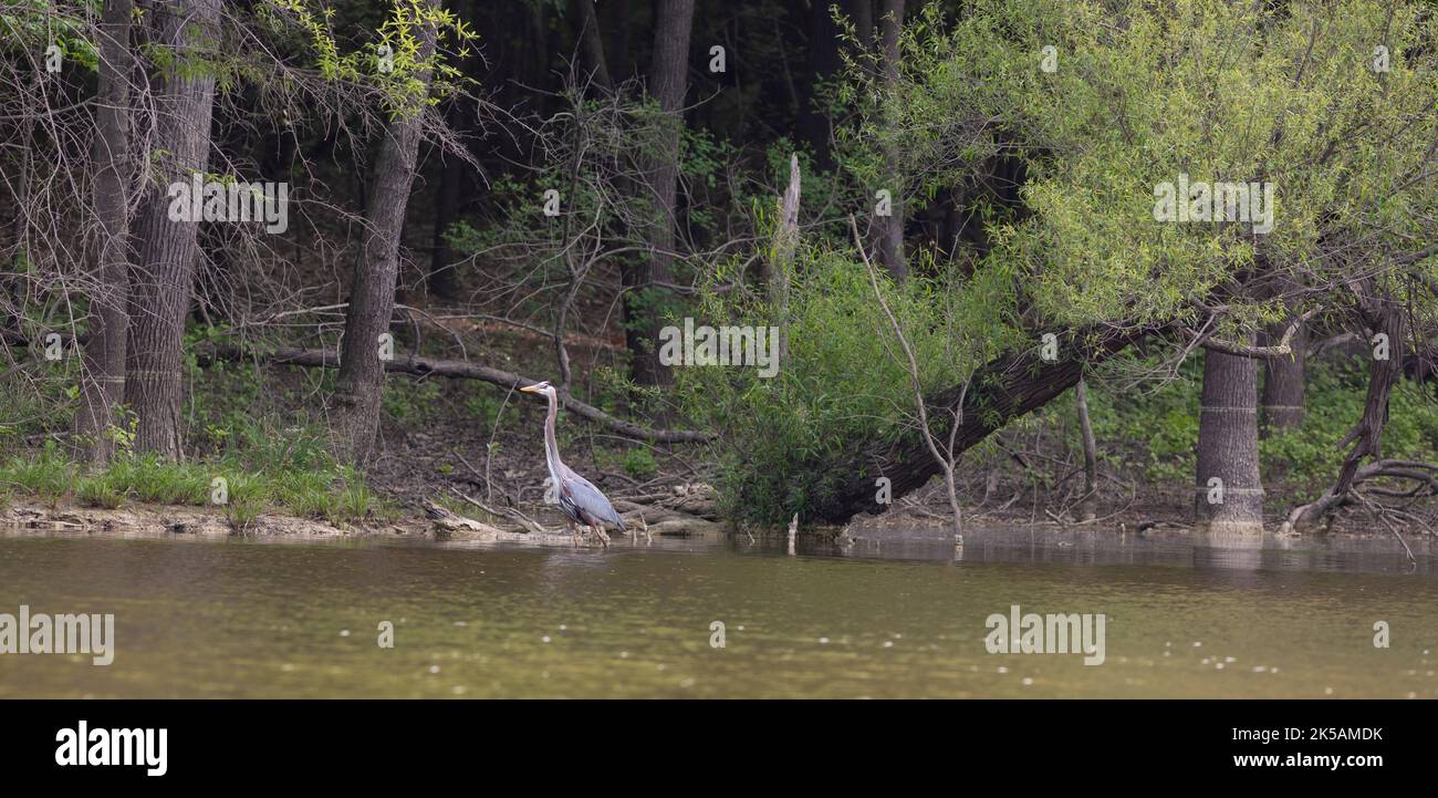 Great blue heron walking the shore of Jordan Lake in North Carolina ...