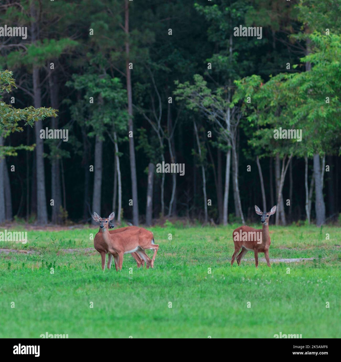 Three whitetail deer does in North Carolina in the summer Stock Photo ...
