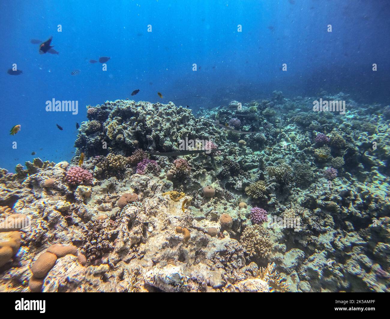 Shoal of tropical bluespotted cornet fish, smooth cornet fish or smooth ...