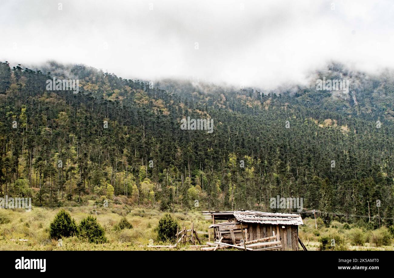 Pure fir forest stand in the mountains of Bhutan Stock Photo - Alamy
