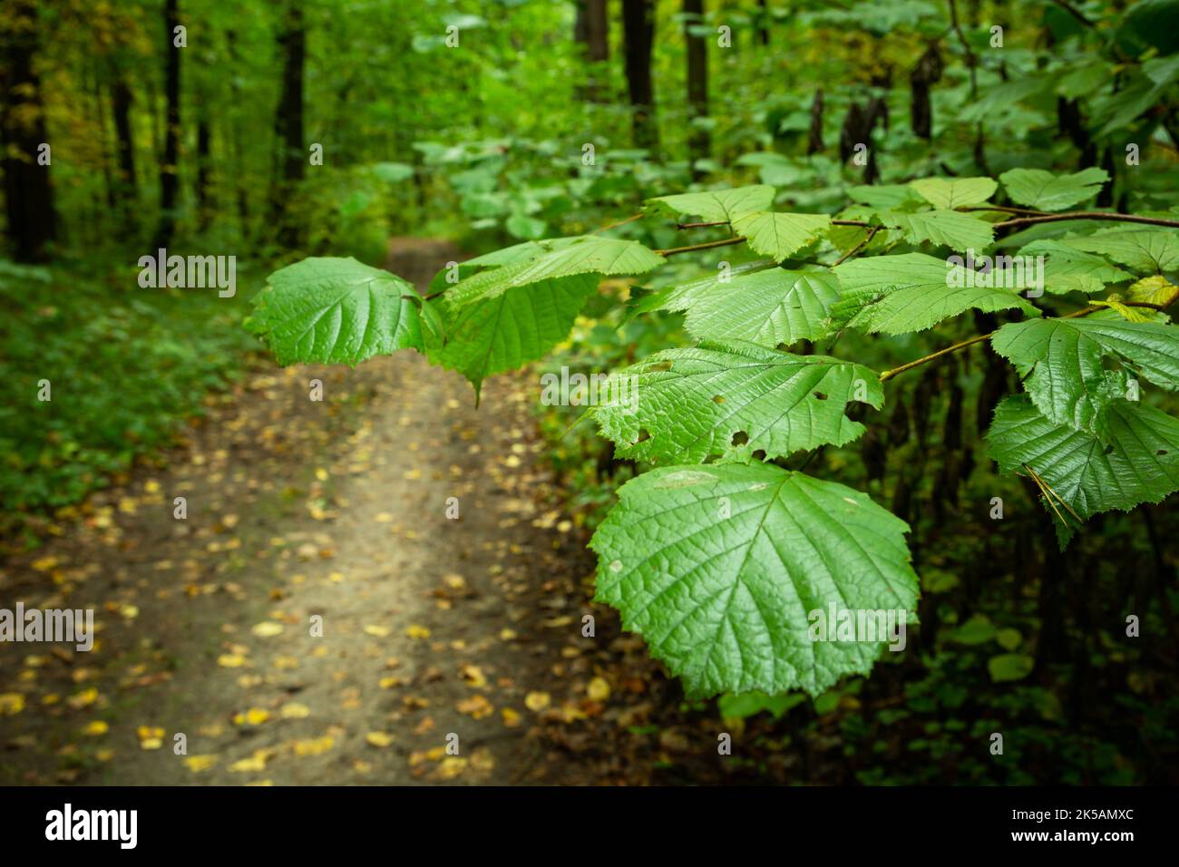Green alder leaves by the forest road Stock Photo - Alamy