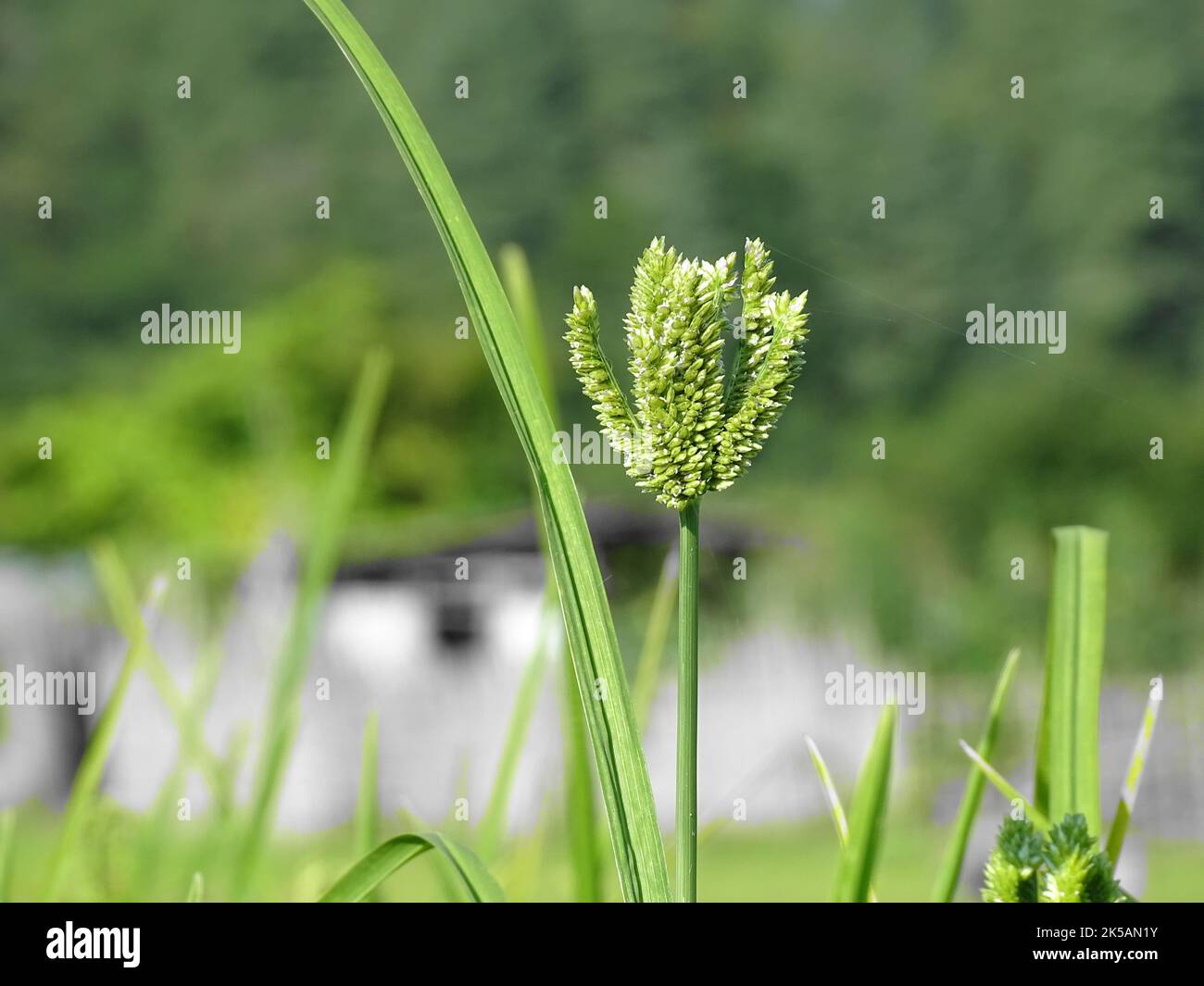 A closeup selective shot of a ragi-finger millet, Eleusine coracana in ...