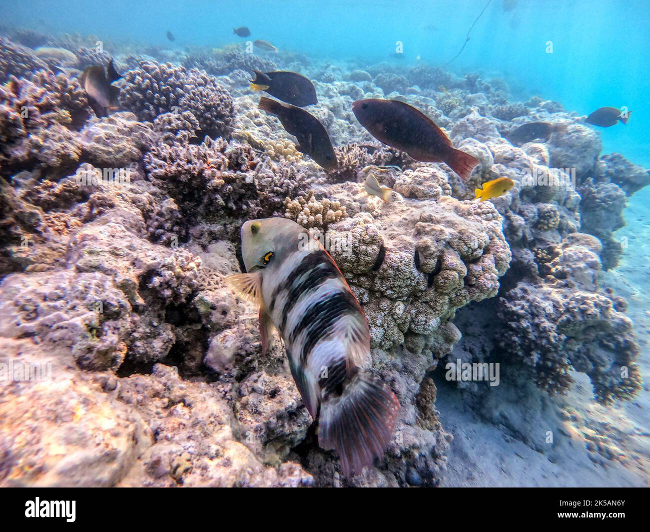 Close up view of tropical big broomtail wrasse known as Cheilinus ...