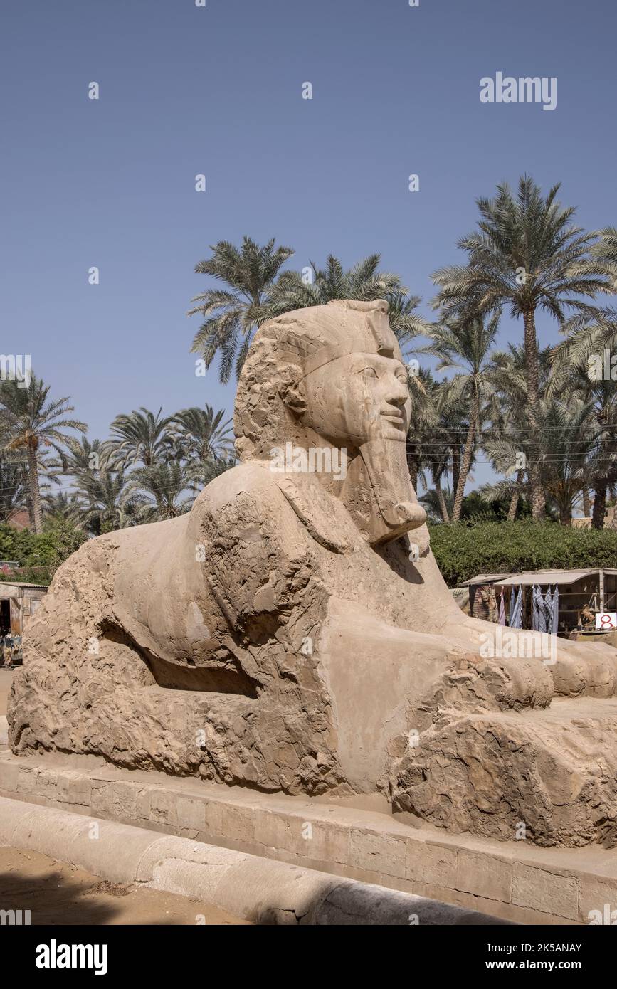 a sphinx outside the temple of ptah in memphis the ancient capital of ...