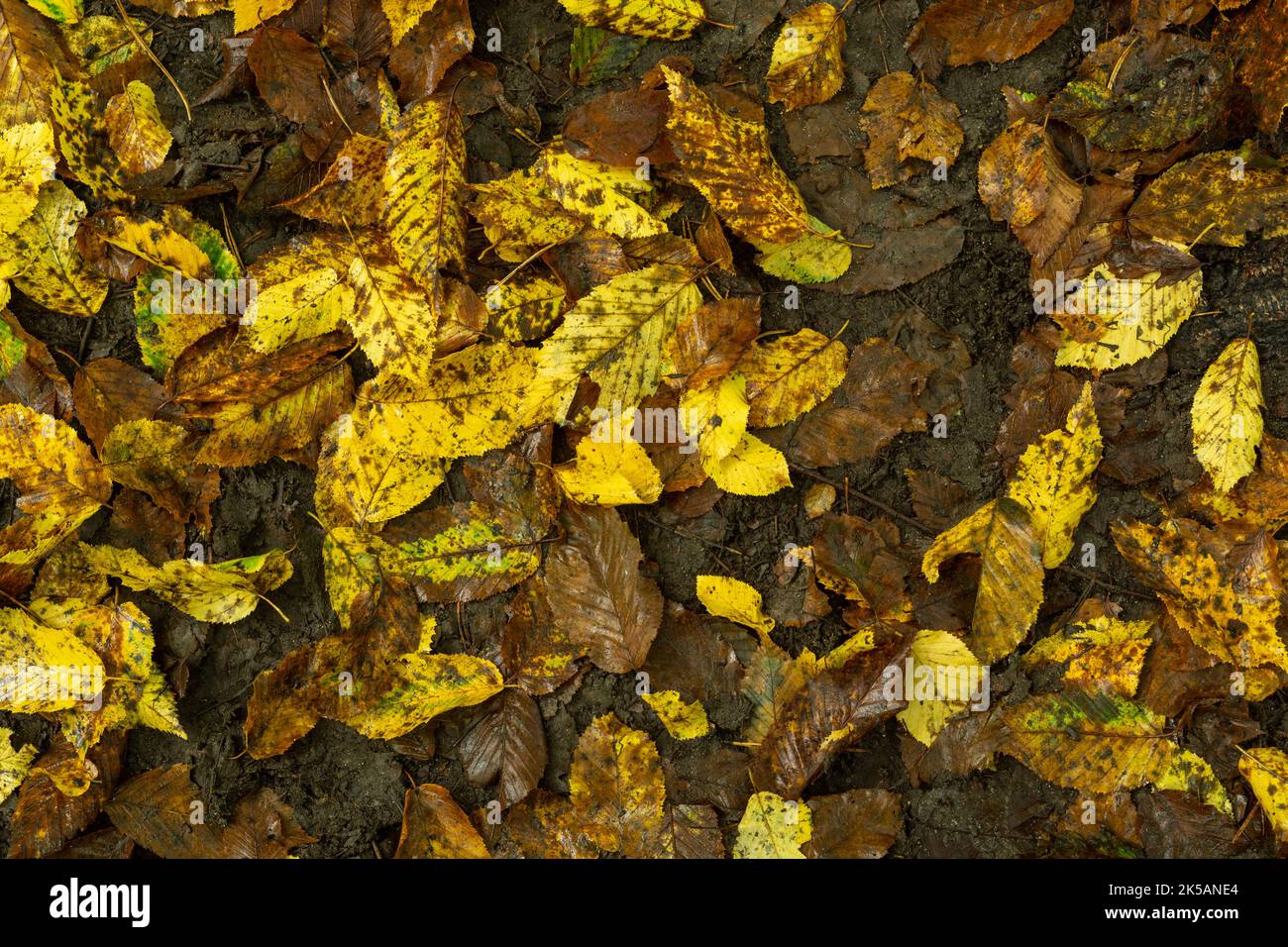 Yellow Fallen Leaves On Wet Ground, Autumnal Background Stock Photo - Alamy