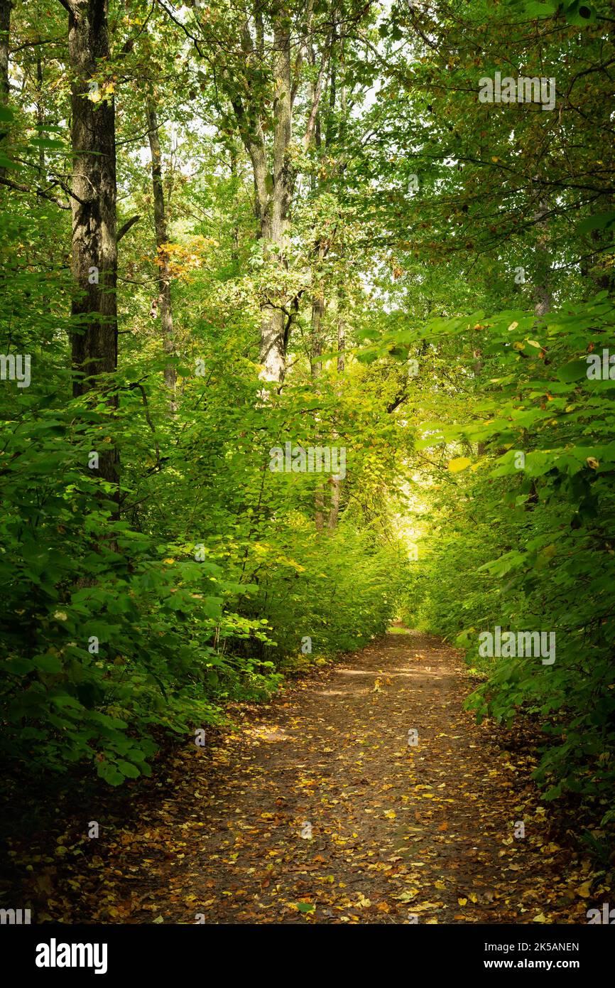 Mysterious Path in the Green Forest with the Sunlight Stock Photo - Alamy