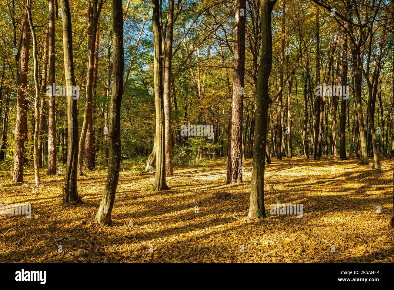Beautiful view forest golden leaf hi-res stock photography and images ...