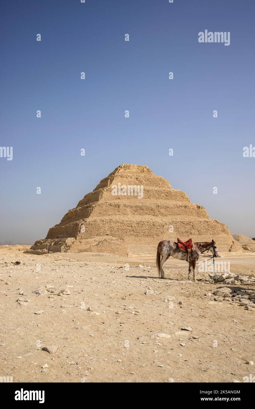 donkey in front of the the step pyramid of djoser in the saqqara ...