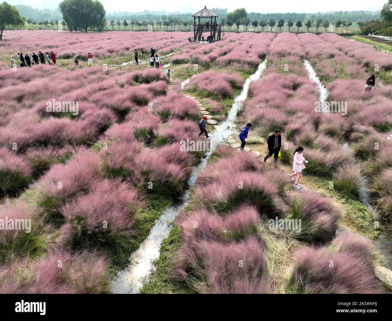 LIANYUNGANG, CHINA - OCTOBER 7, 2022 - Visitors view pink muhlygrass at ...