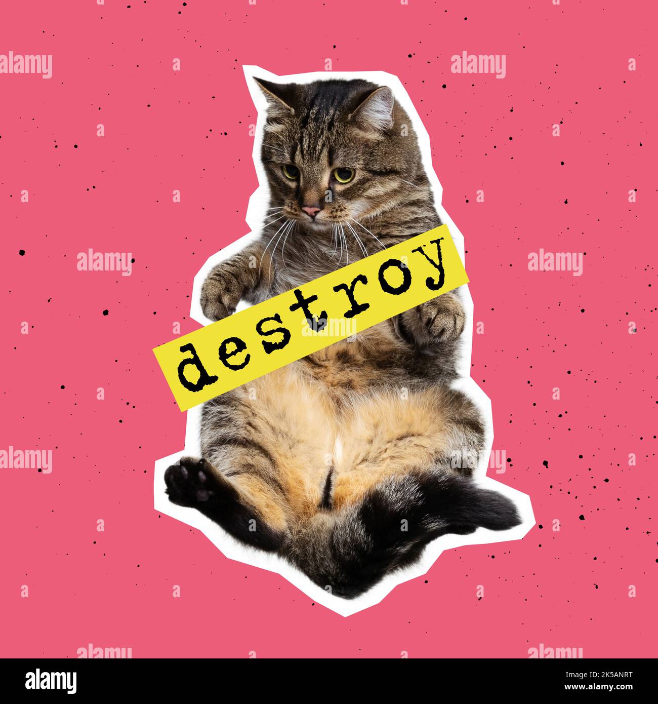 Contemporary art collage, design in magazine style with cat isolated ...