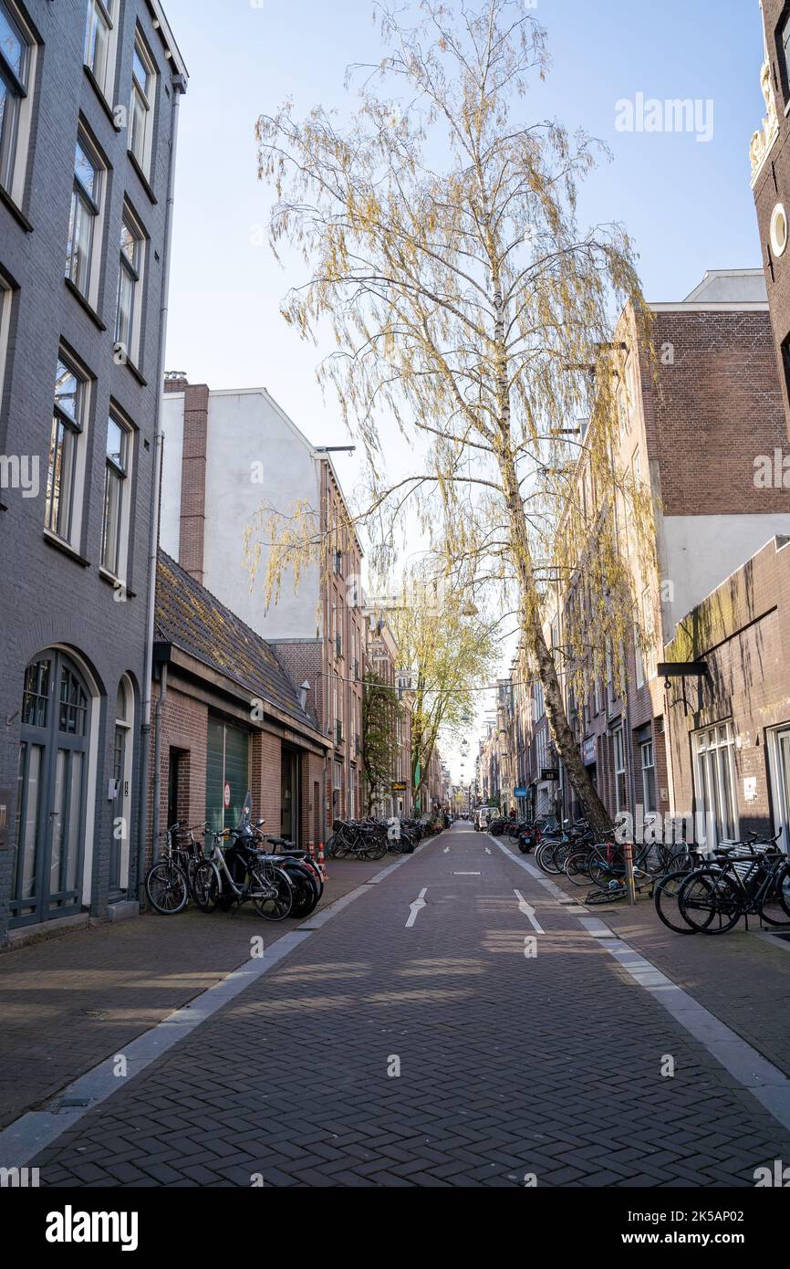 Amsterdam tree small street Peter R de Vries centre Leidsesquare ...