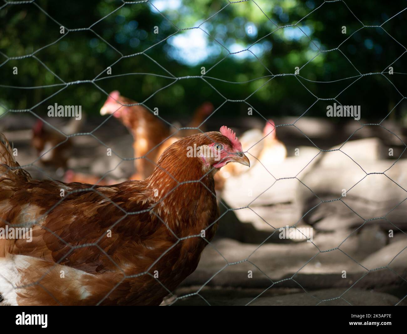 A closeup of a chicken behind a metal grid in a farm Stock Photo - Alamy