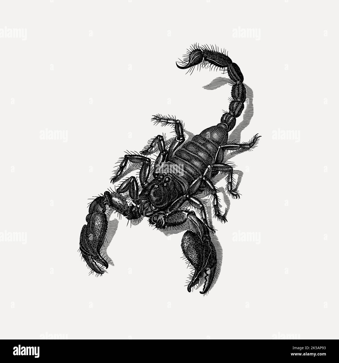 Scorpion collage element, drawing illustration vector Stock Vector ...