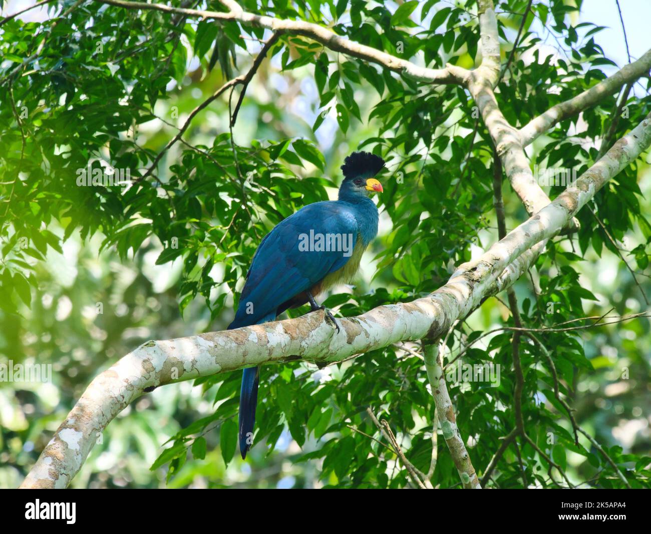 A closeup of a beautiful Great Blue Turaco standing on a tree in a ...