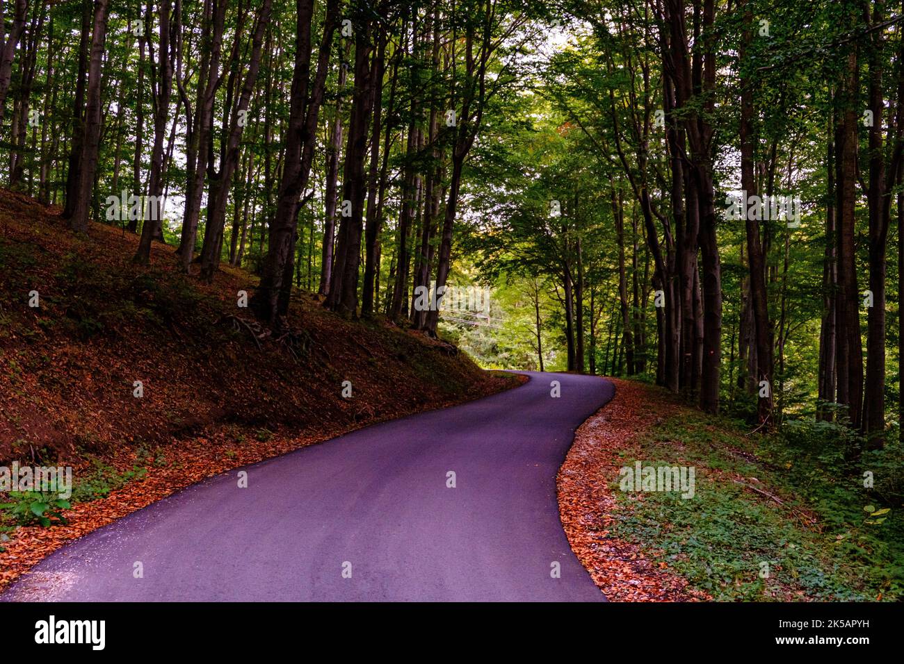 A curvy highway road in the green woods in Bukulja mountain Stock Photo ...