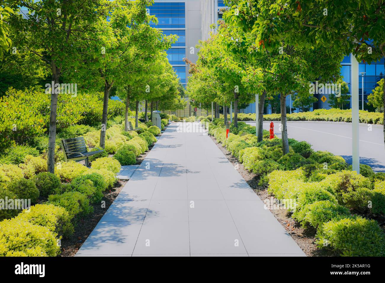The empty pathway with trees leading to the hospital entrance ...