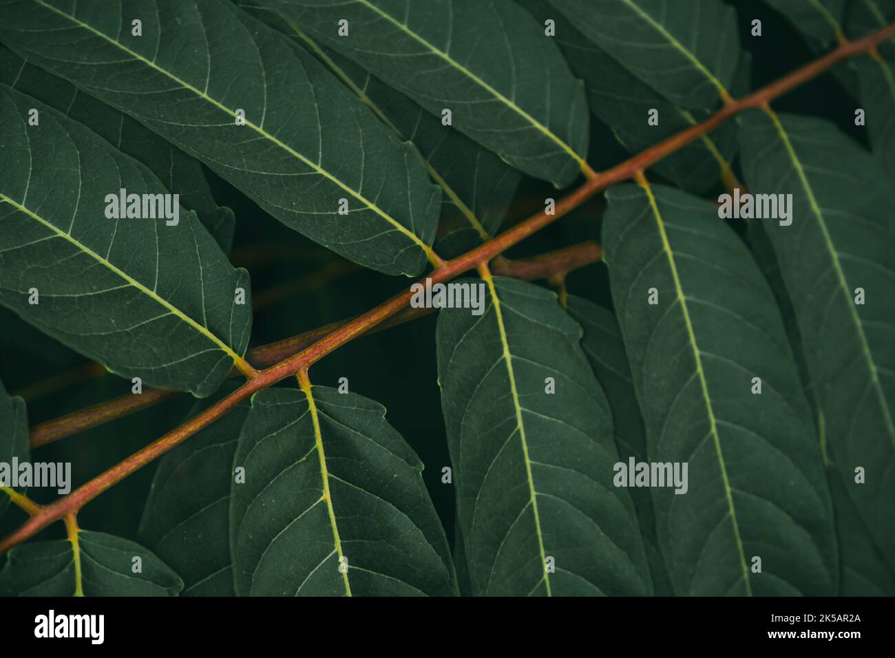 Natural green background with tree leaves. Fresh tree leaves top view ...