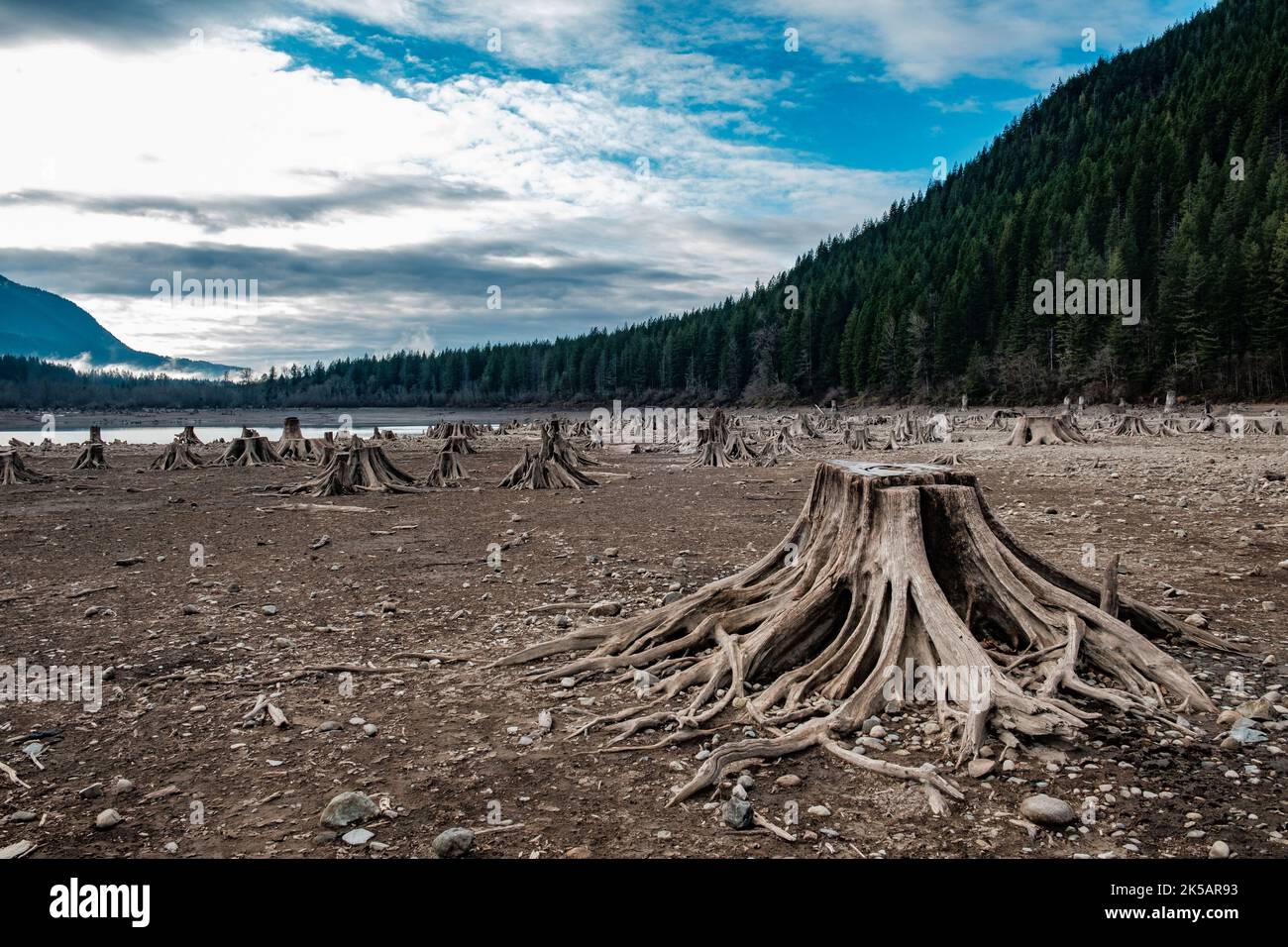 The Rattlesnake Lake with tree stumps in Seattle Stock Photo - Alamy