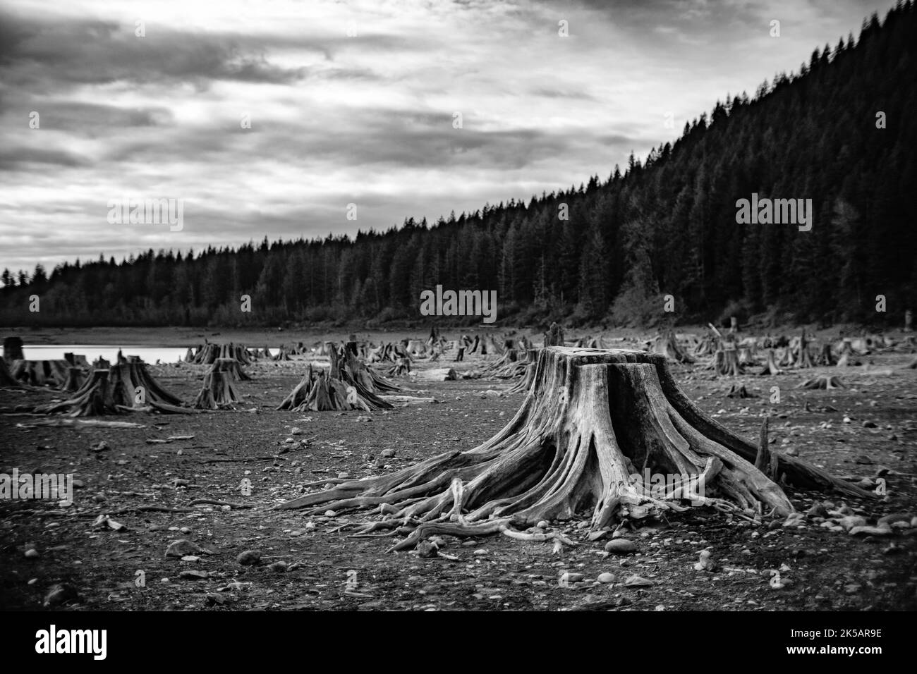A greyscale shot of the Rattlesnake Lake with tree stumps in Seattle ...