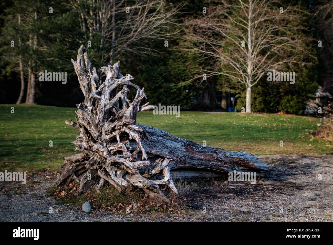 The Rattlesnake Lake with tree stumps in Seattle Stock Photo - Alamy