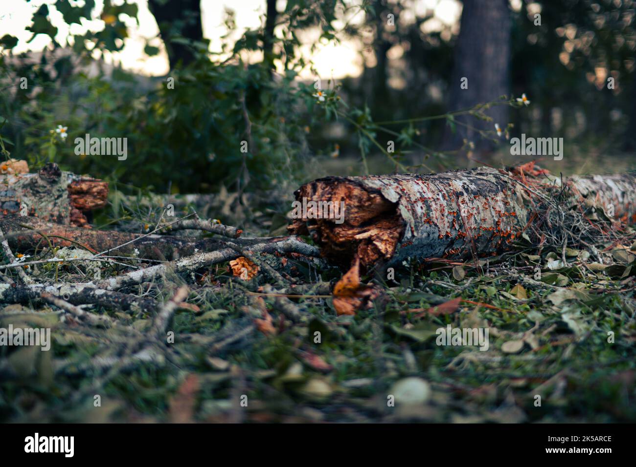 A shallow focus shot of a broken tree with its branches scattered ...