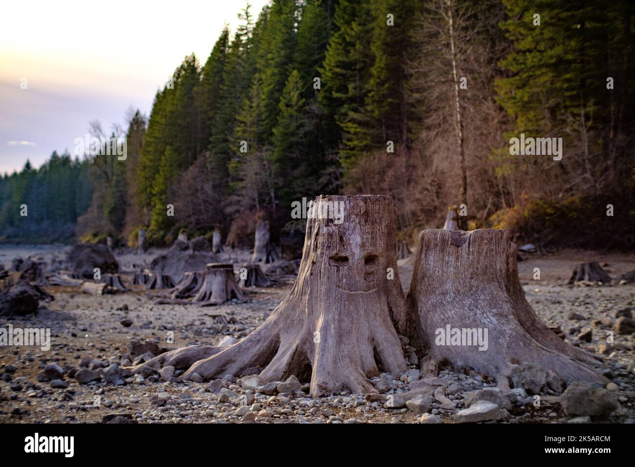 The Rattlesnake Lake with tree stumps in Seattle Stock Photo - Alamy