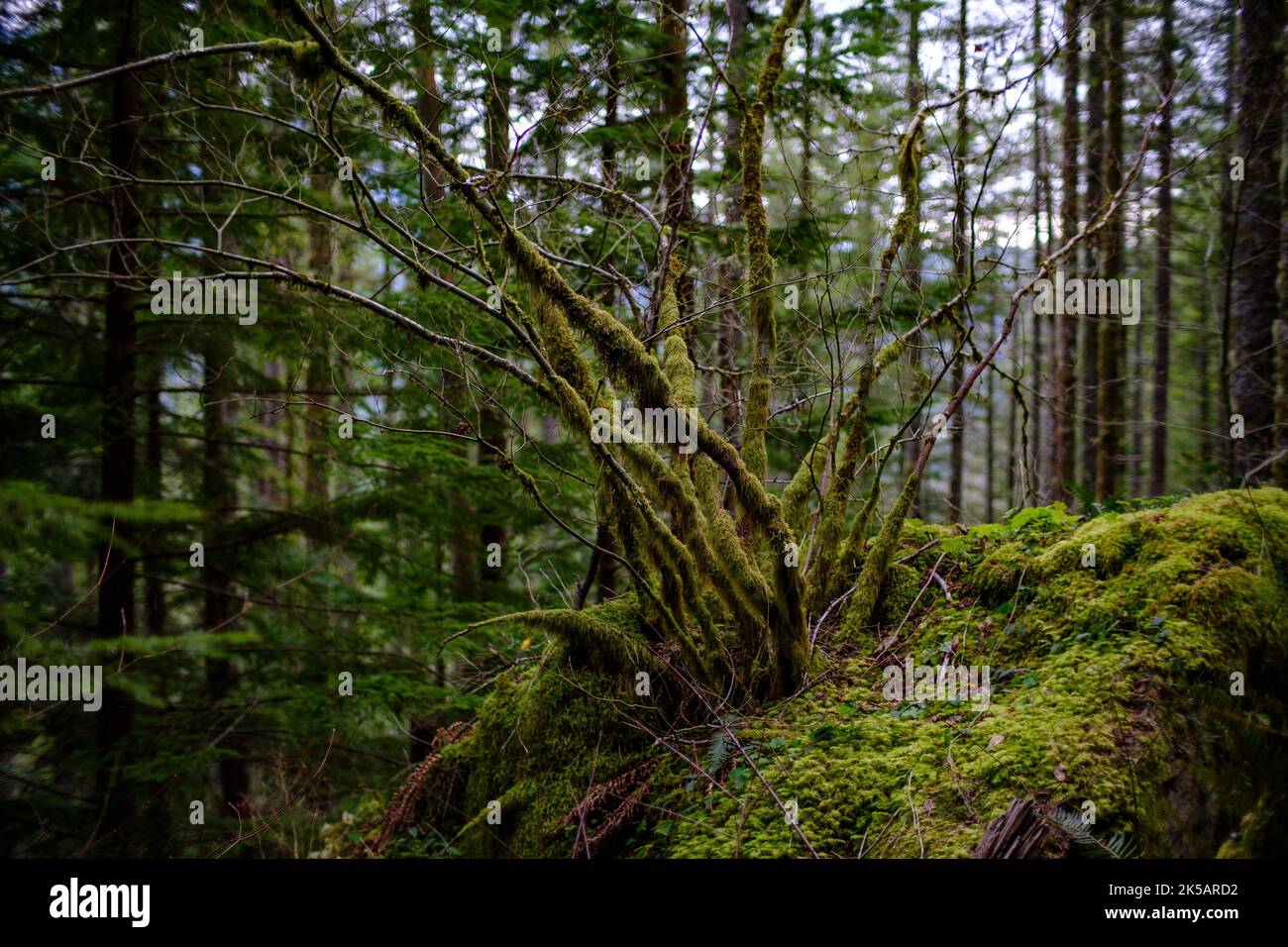 The Rattlesnake Lake with tree stumps in Seattle Stock Photo - Alamy