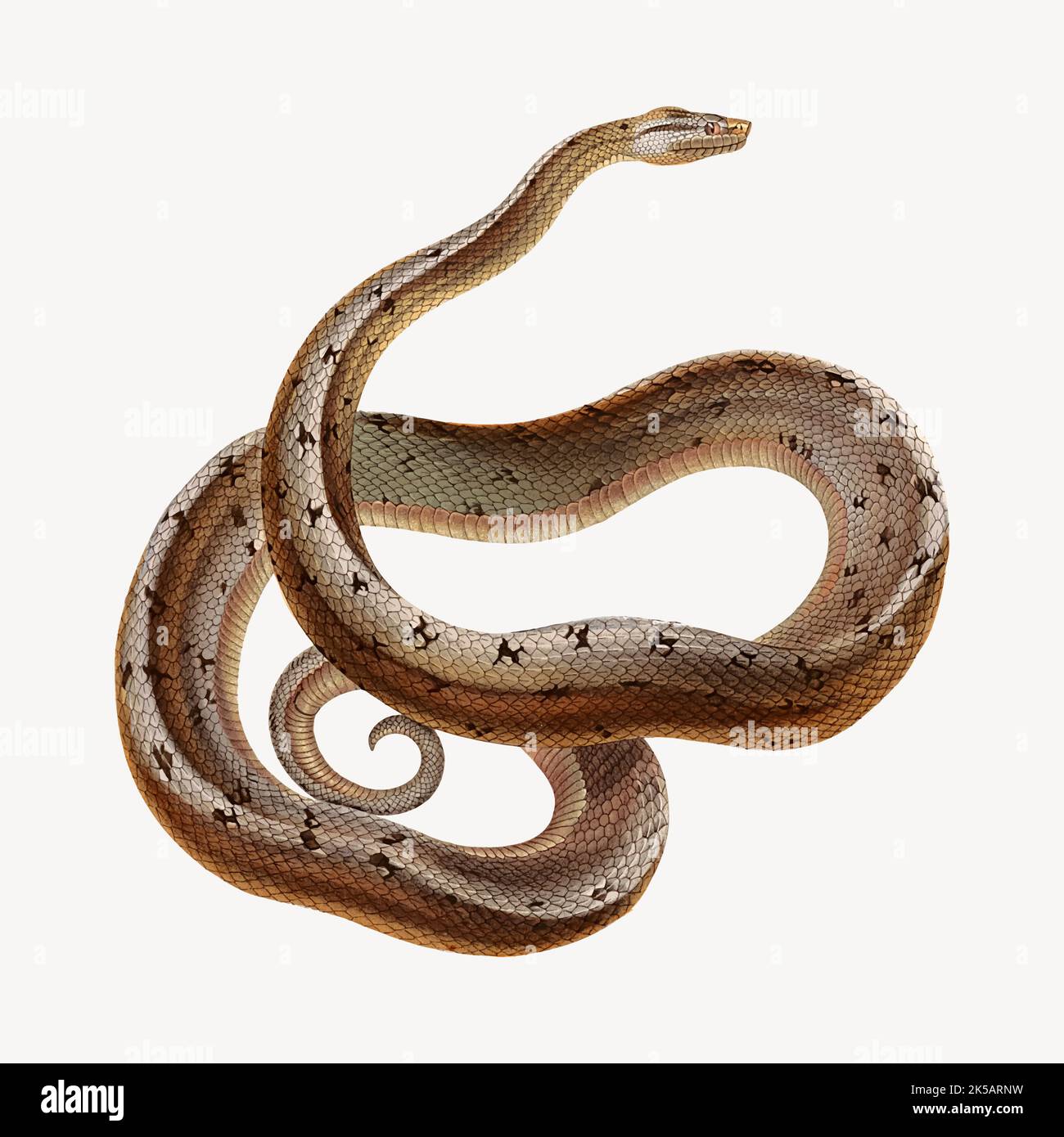 Boa snake collage element, animal illustration vector Stock Vector Image & Art - Alamy