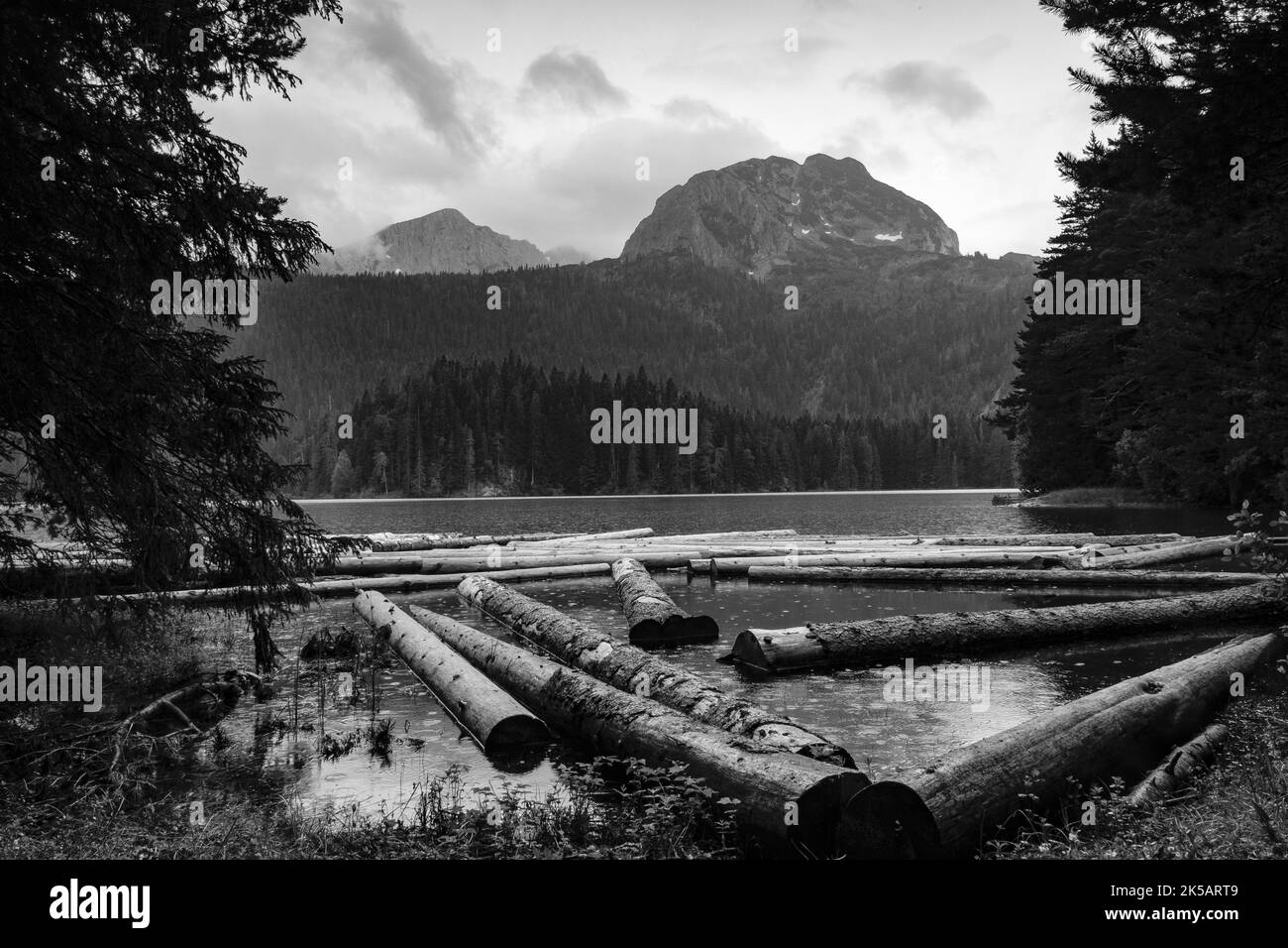 A grayscale of a lake with tree trunks Stock Photo - Alamy