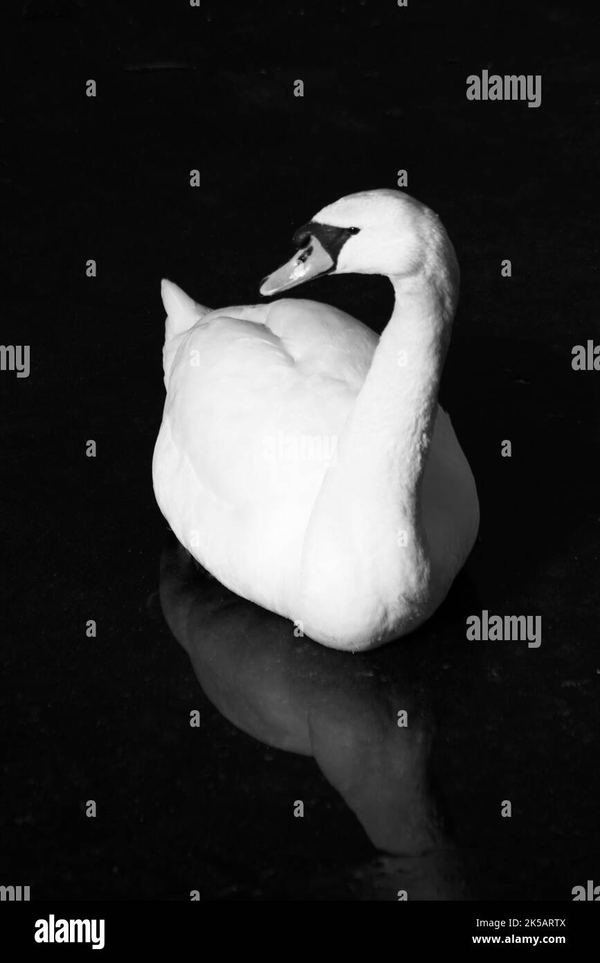 A grayscale of a white swan Stock Photo - Alamy
