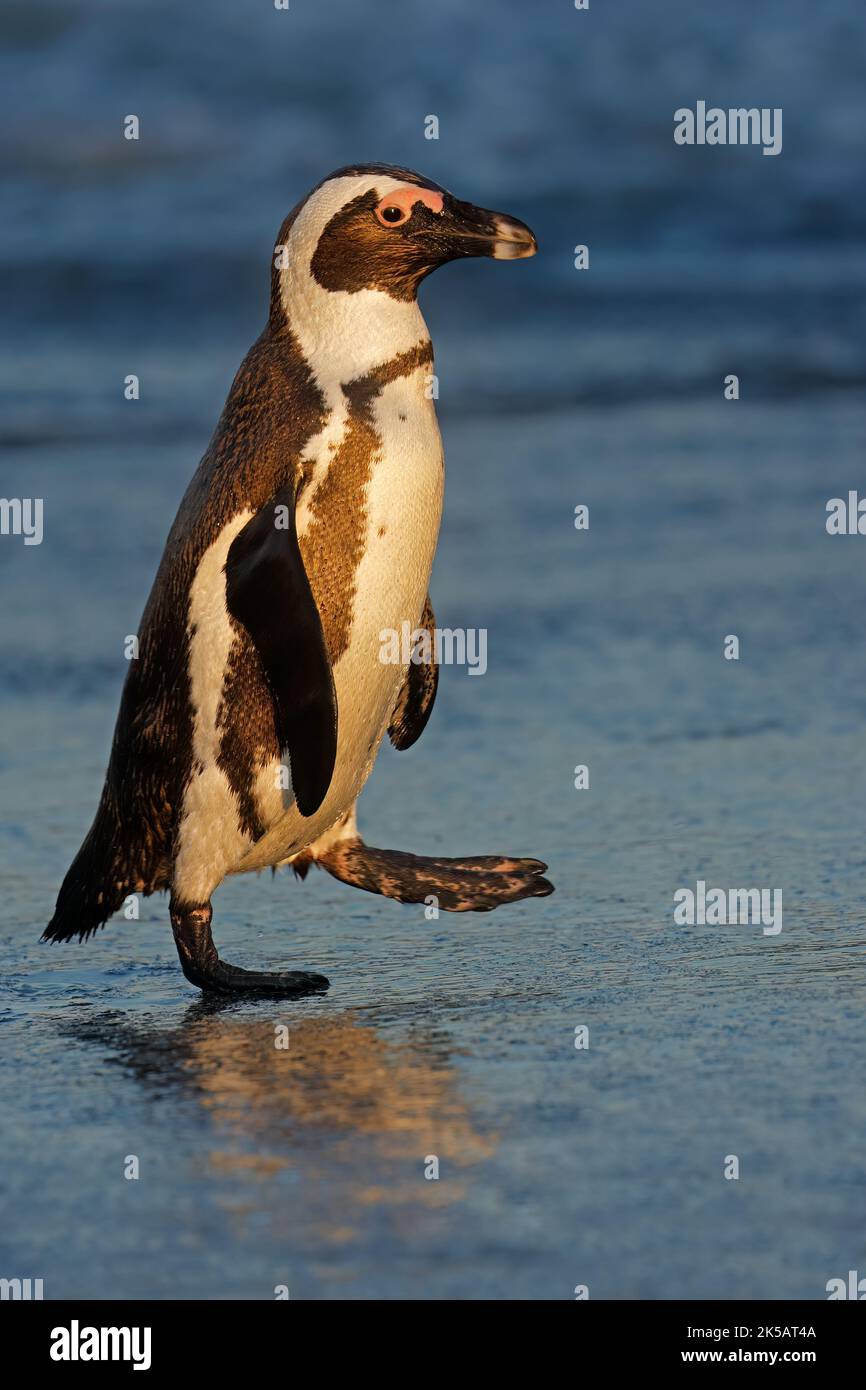 An African penguin (Spheniscus demersus) walking on the beach, South ...